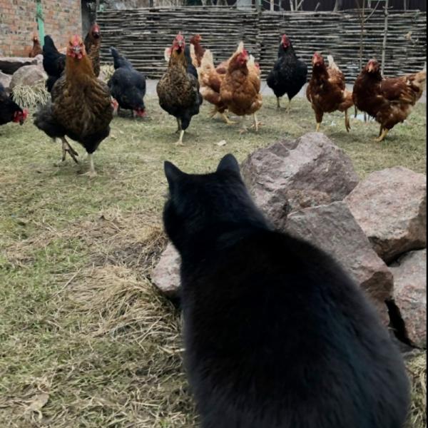 מאדורו: "ישו היה פלסטיני, האנטי אימפריאליסט הראשון, הספרדים צלבו אותו ...