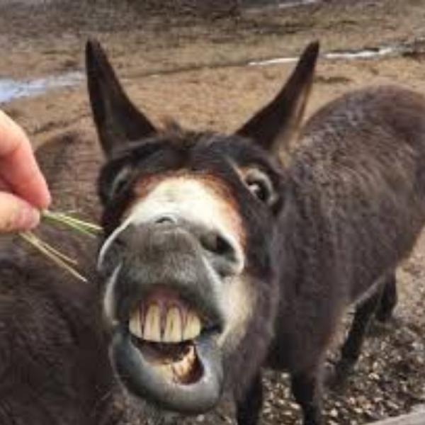 מה דעתכם על סוגוי מלך המכולת? - FXP